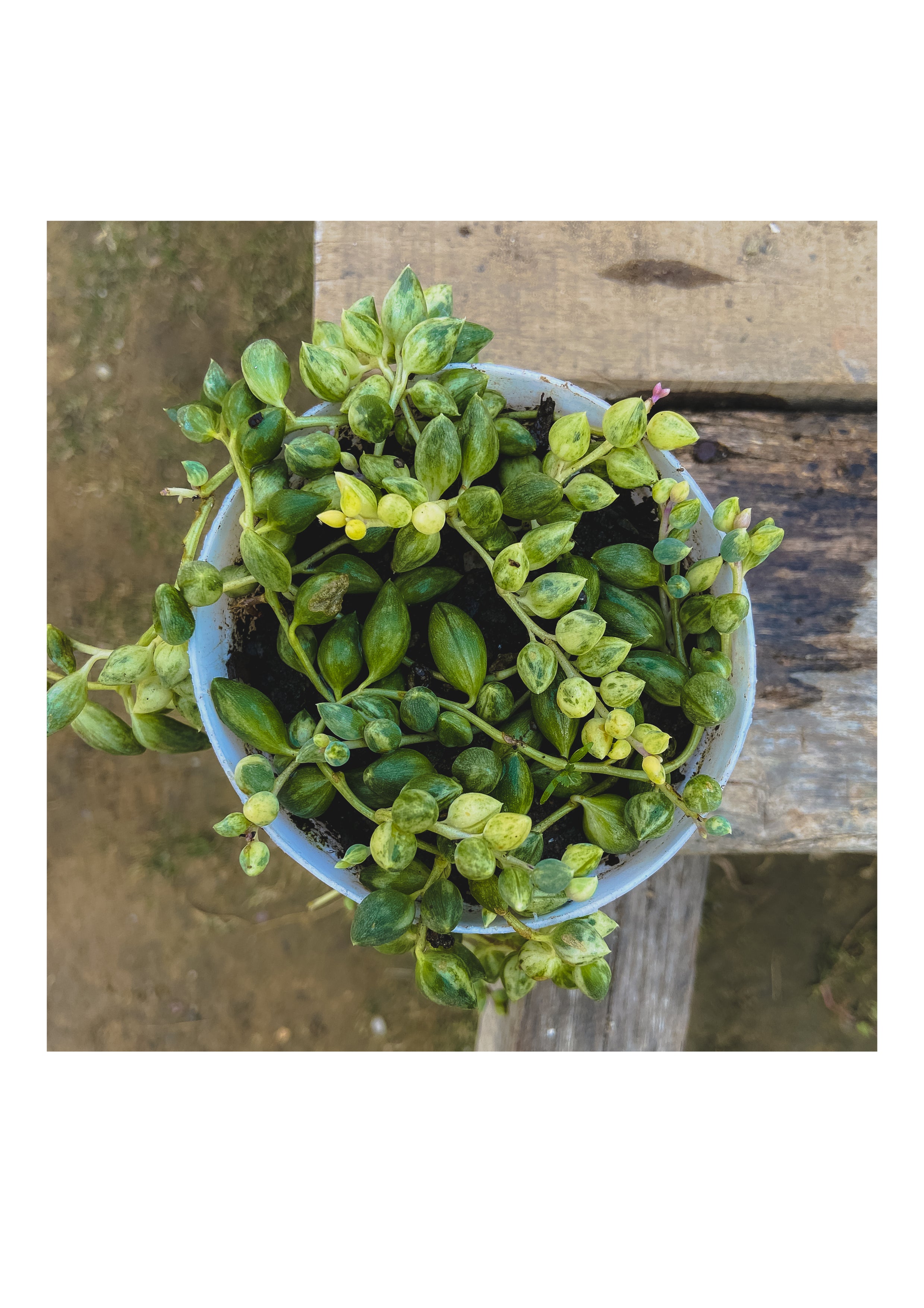 Indoor Plants – Taruvar Plants and Garden Store