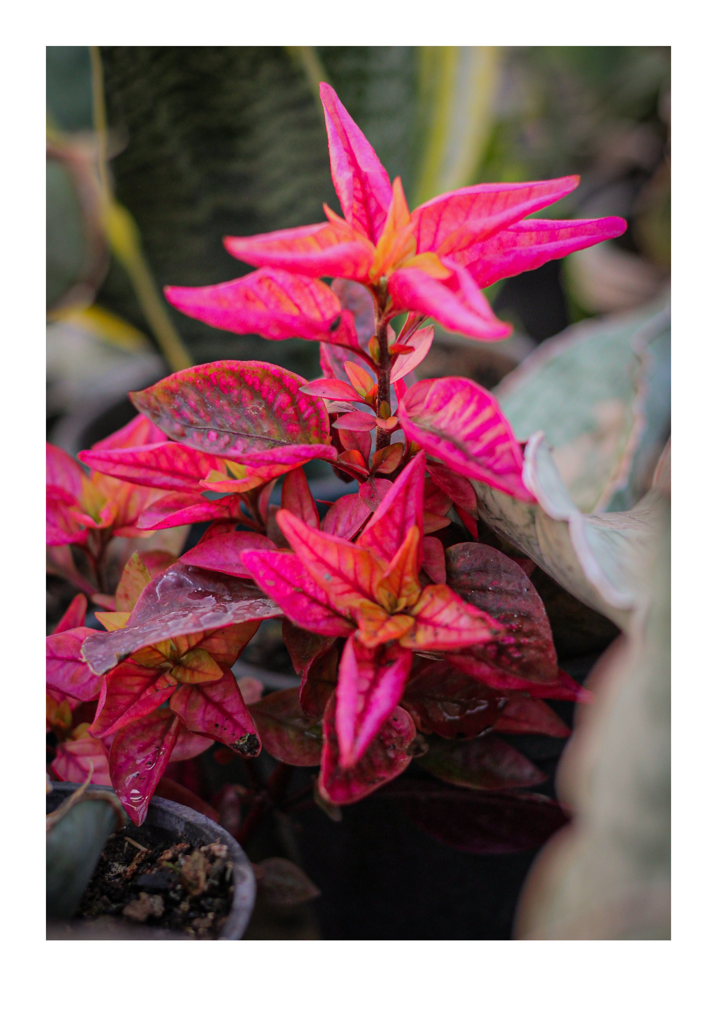 Air Purifying Plants – Taruvar Plants and Garden Store