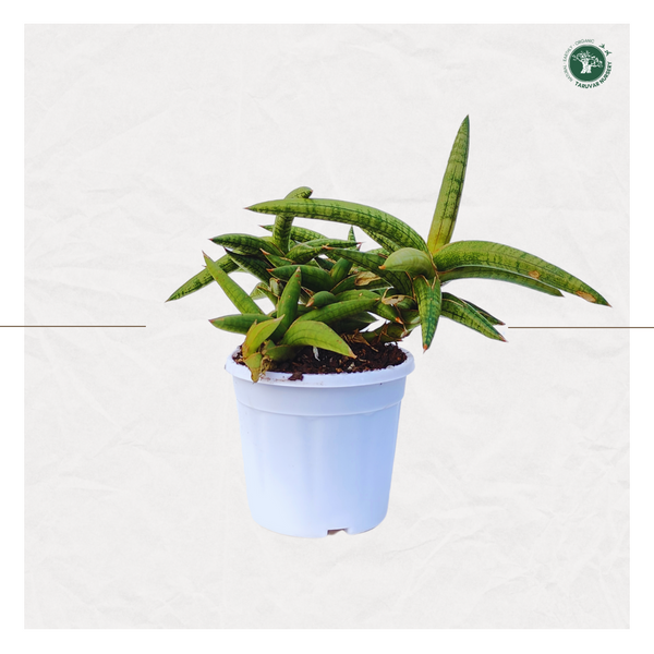 Sansevieria Suffruticosa (Blue Cone) – Taruvar Plants and Garden Store